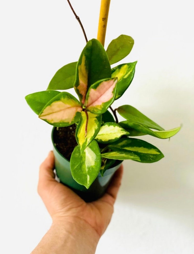 Hoya Carnosa Crimson Princess Rare Hoya Indoor Plant - Etsy