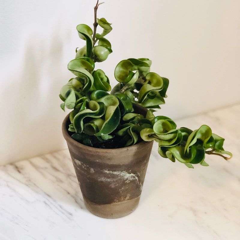 Hoya Plants for Sale - Etsy
