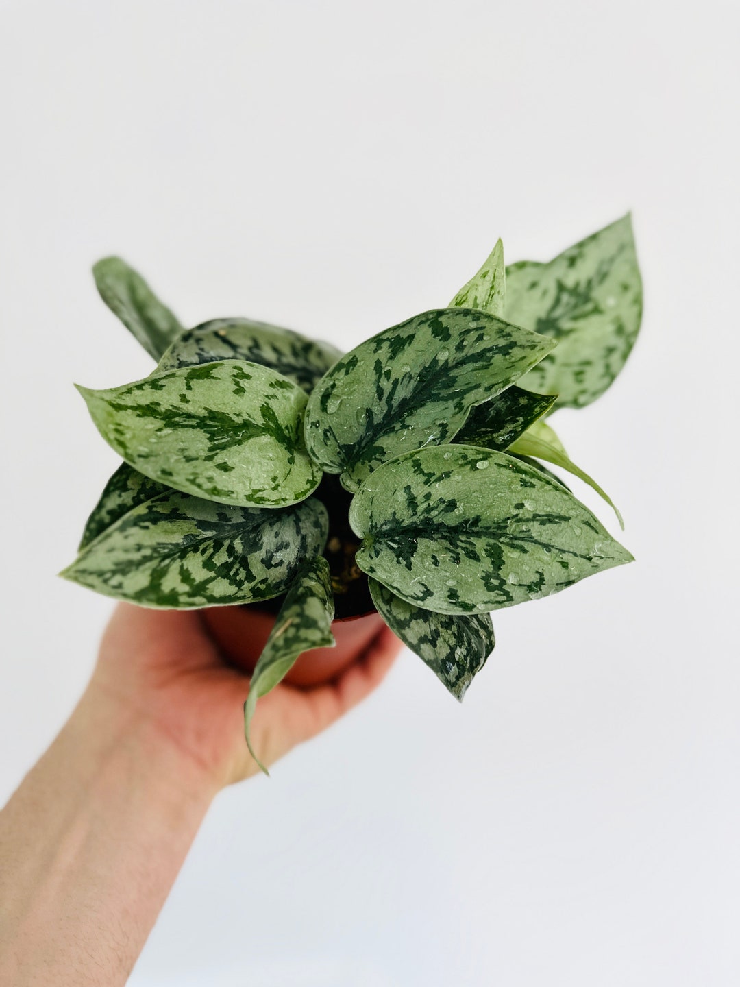 Silver Lady Pothos - Scindapsus Silver Lady - Silver Pothos Plant ...