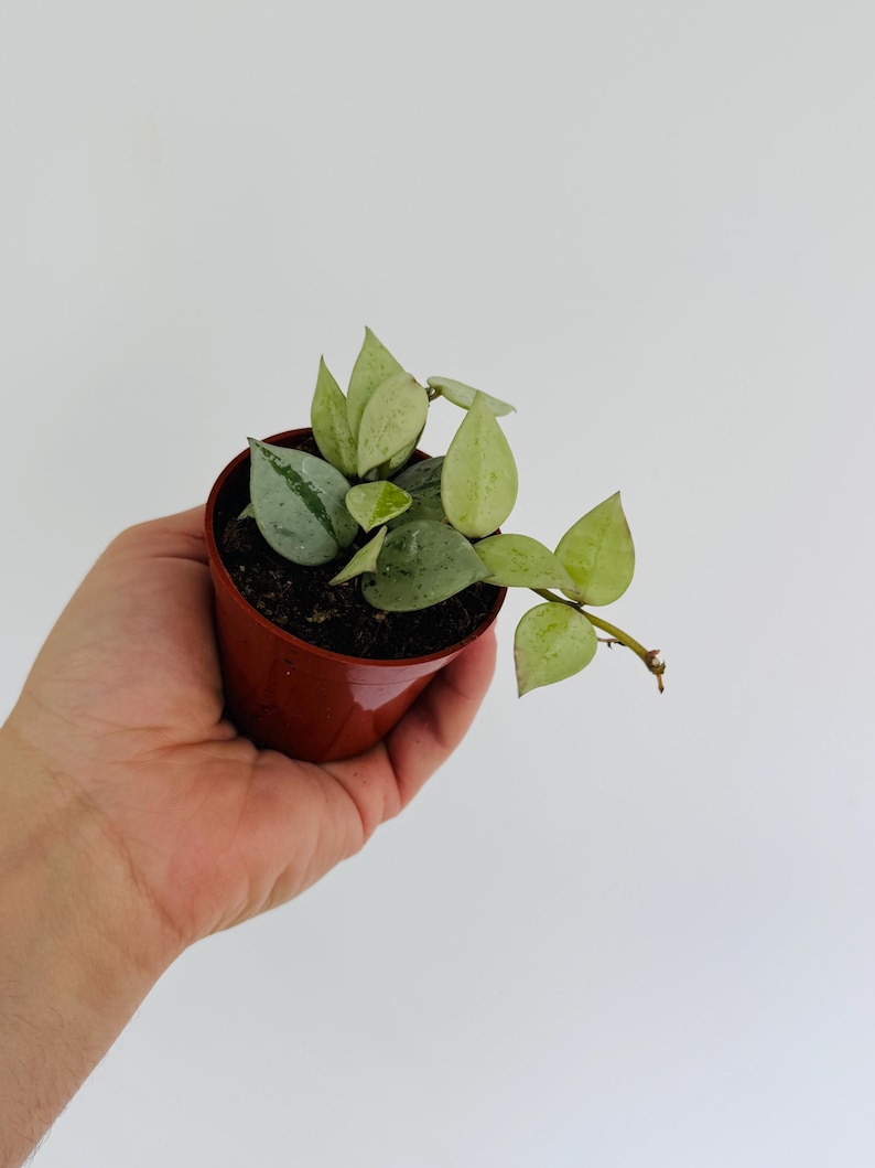 Hoya Arctic - Vining Houseplants - Rare Hoya - Live Plant in 3” Pot - Etsy