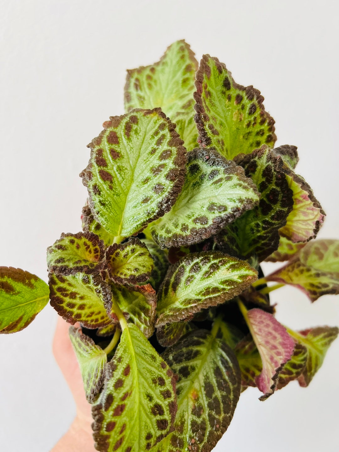 Episcias cheetah Flame Violet Tropical Houseplant Live Plant in 4 Pot ...