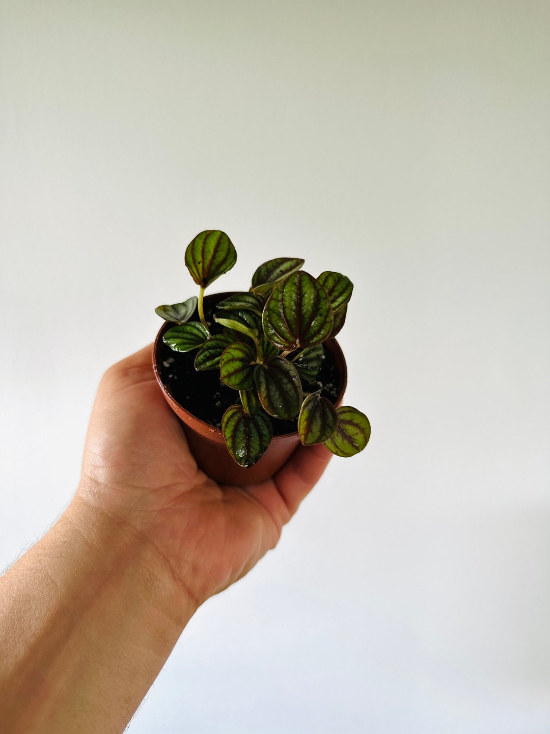 Peperomia Peppermill Albovittata Peperomia Live Plant in 2 or 3 Pot - Etsy