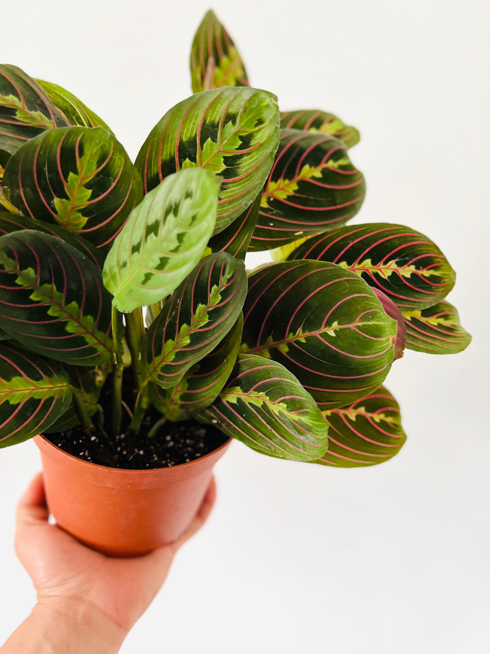 Prayer Plant Red Maranta Leuconeura Tropical Plant - Etsy