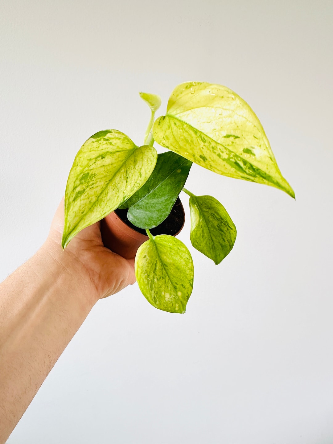 Pothos Himiko - Teruno Pothos - Japanese Pothos - Terunoworld ...