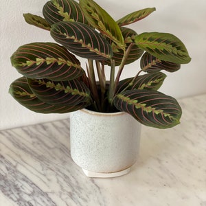 Elegant Emmie Planter Speckled Pot 5.5 X 5.75 Planter - Etsy