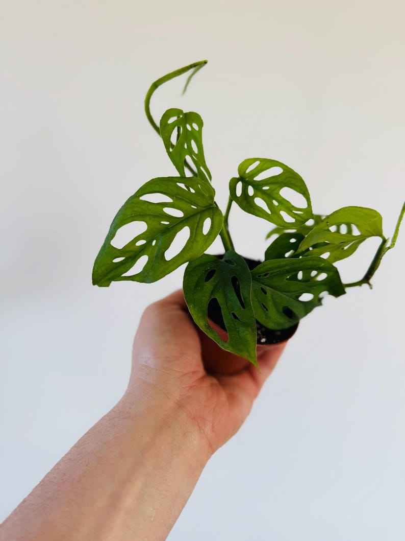 Monstera Esqueleto - Skeleton Plant - Rare Aroid - Tropical Plant ...