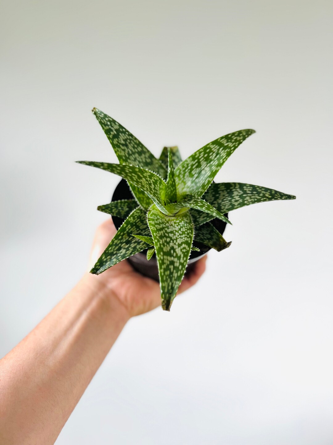 Aloe White Fox Variegated Aloe Plant Easy Plants Beginner Plant Live ...