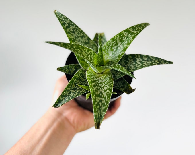 Aloe White Fox - Variegated Aloe Plant - Easy Plants - Beginner Plant ...