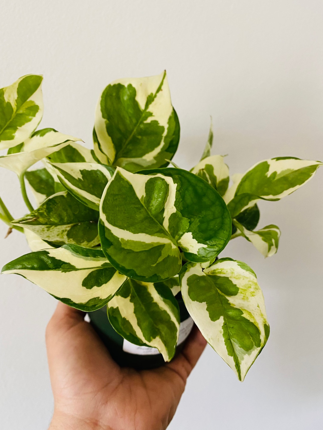 Pothos Glacier - Tropical Houseplant - Rare Pothos - Etsy