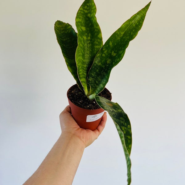 Jaboa Snake Plant - Etsy