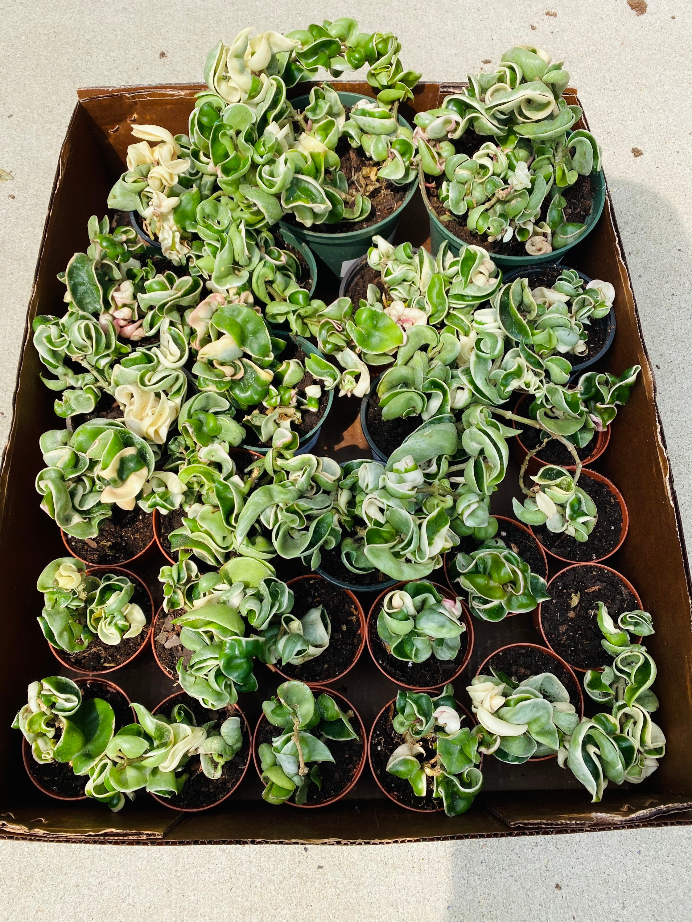 Variegated Hoya Compacta Variegated Hindu Rope Hoya - Etsy