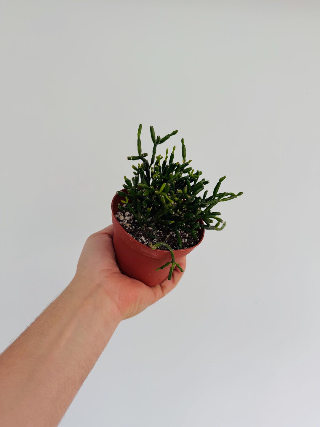 Rhipsalis Mistletoe - Vining Cactus - Trailing Plant - Live Houseplant ...