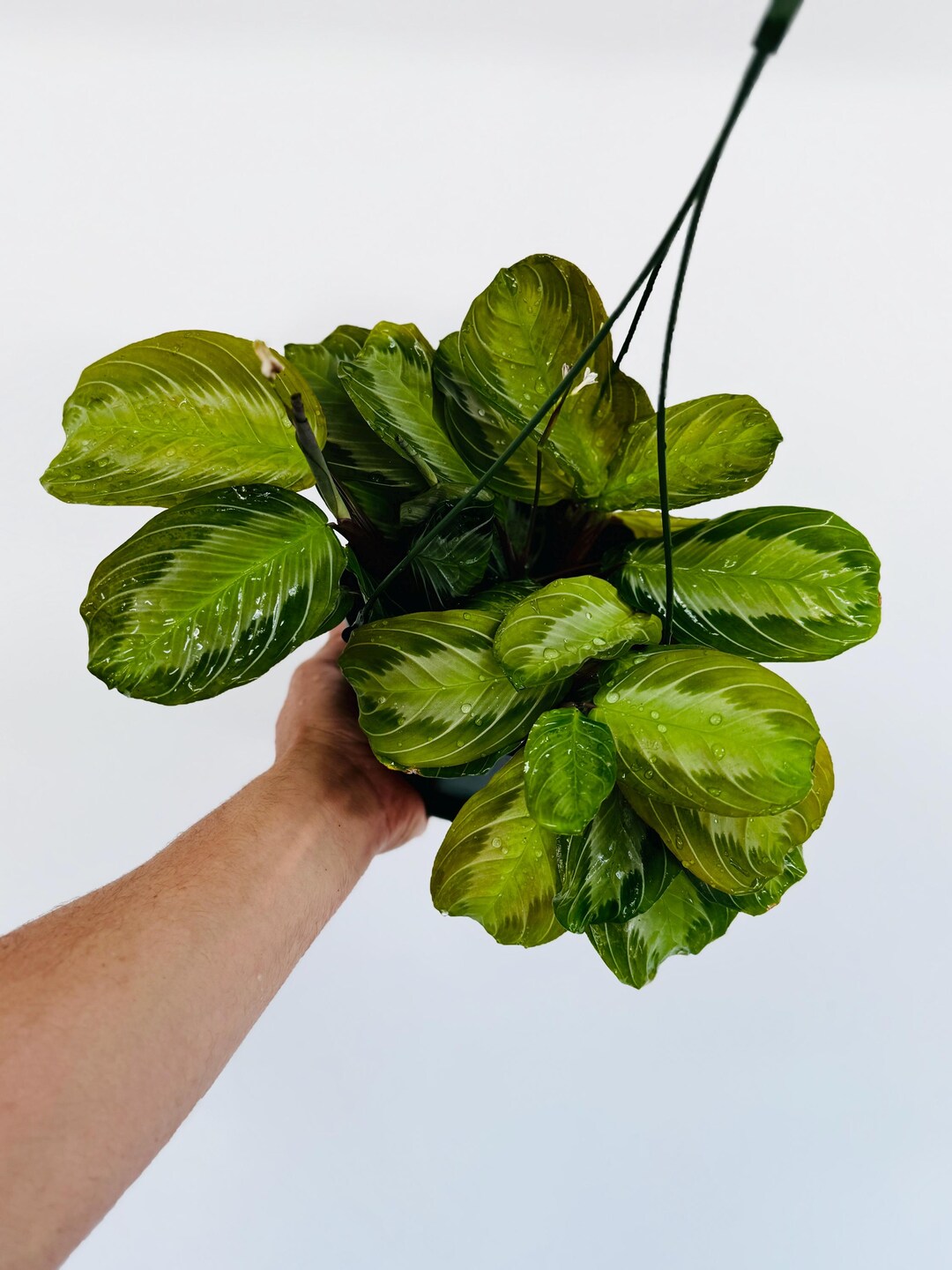 Prayer Plant - Silver Black - Maranta Leuconeura - Tropical Plant ...