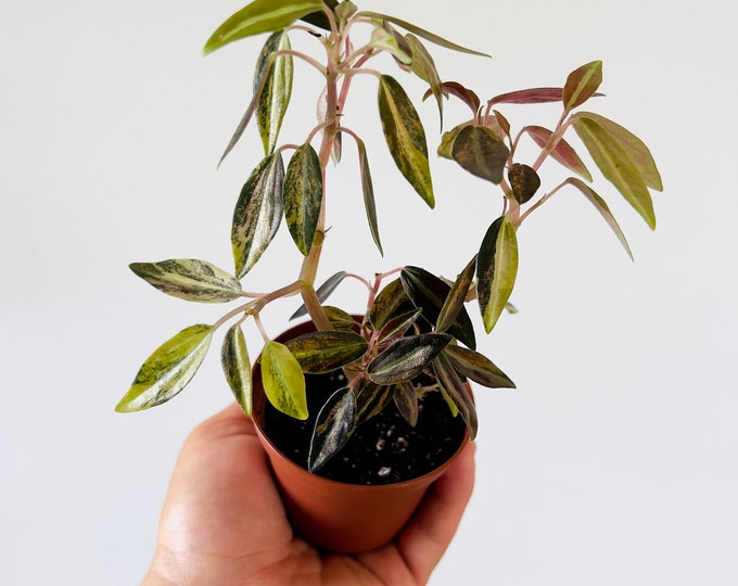 Peperomia High Voltage Tri Color Variegated Peperomia Pink Plants Rare ...