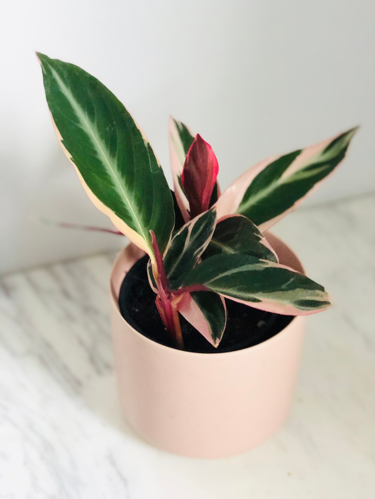 Modern Matte Pot Neutral Tone Muted Pink Planter - Etsy