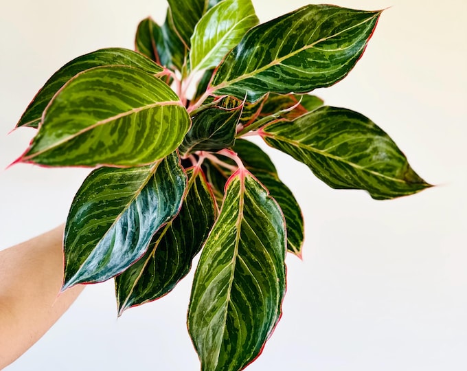 Aglaonema Pink Moonstone - New Cultivar - Tropical Houseplant - Chinese ...