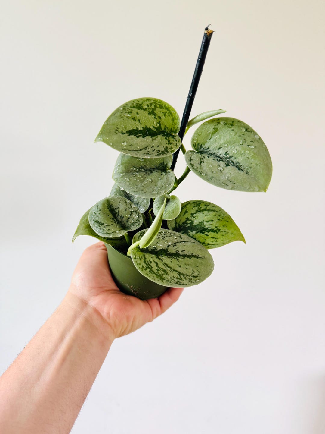 Scindapsus Sp. Green Anaconda on Totem - Rare Aroid - Green Variegated ...