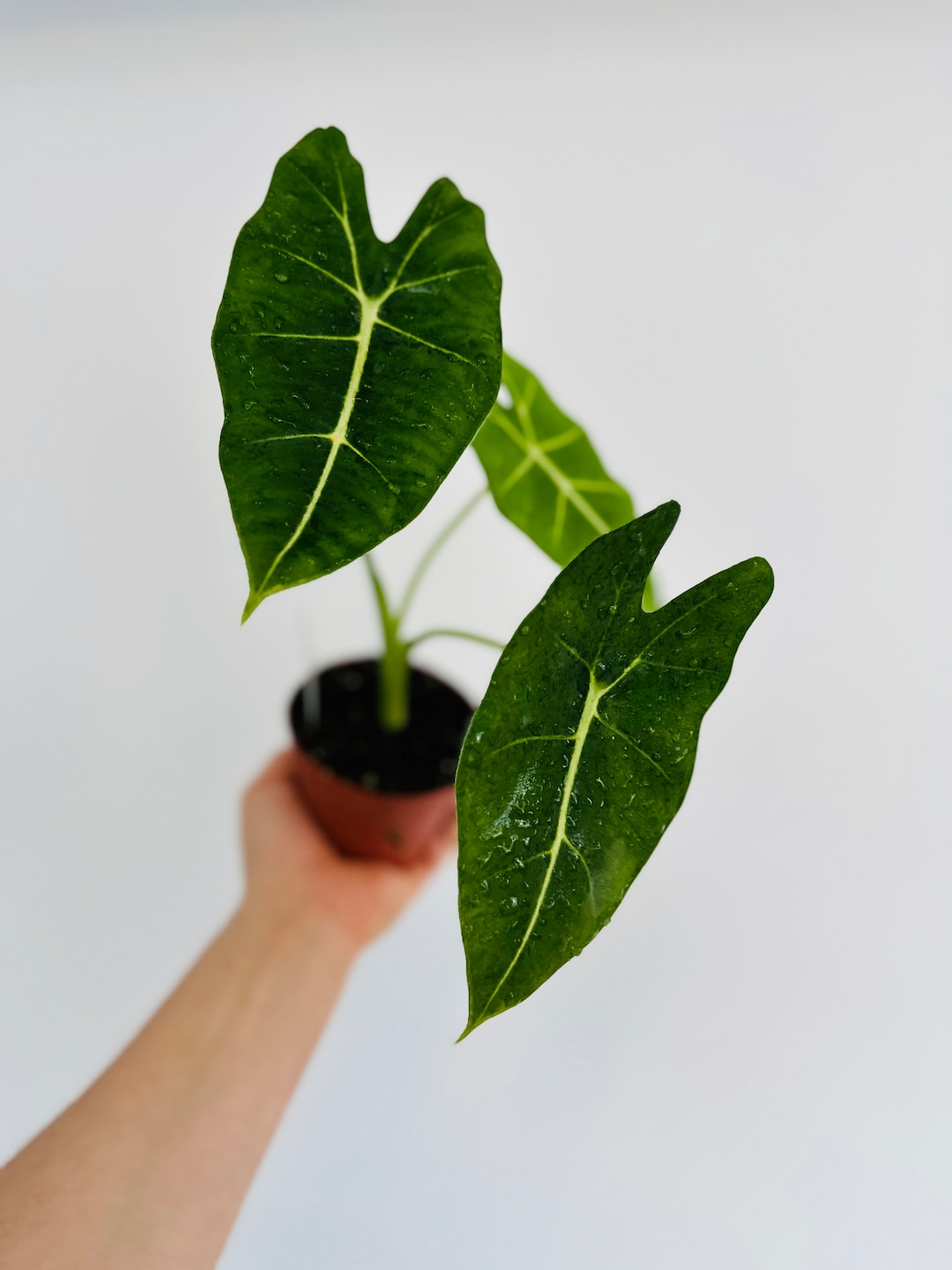 Alocasia Velvet Elvis - Heart Shaped Plant - Tropical Houseplant - Live ...