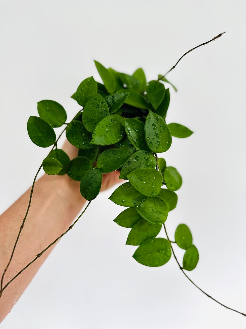 Hoya Cv. Chouke - Full & Trailing - Live Plant in 4” Hanging Basket - Etsy