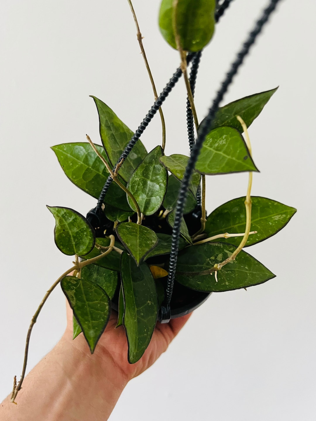 Hoya Parasitica Black Margin - Rare Hoya - Full & Trailing - Live Plant ...