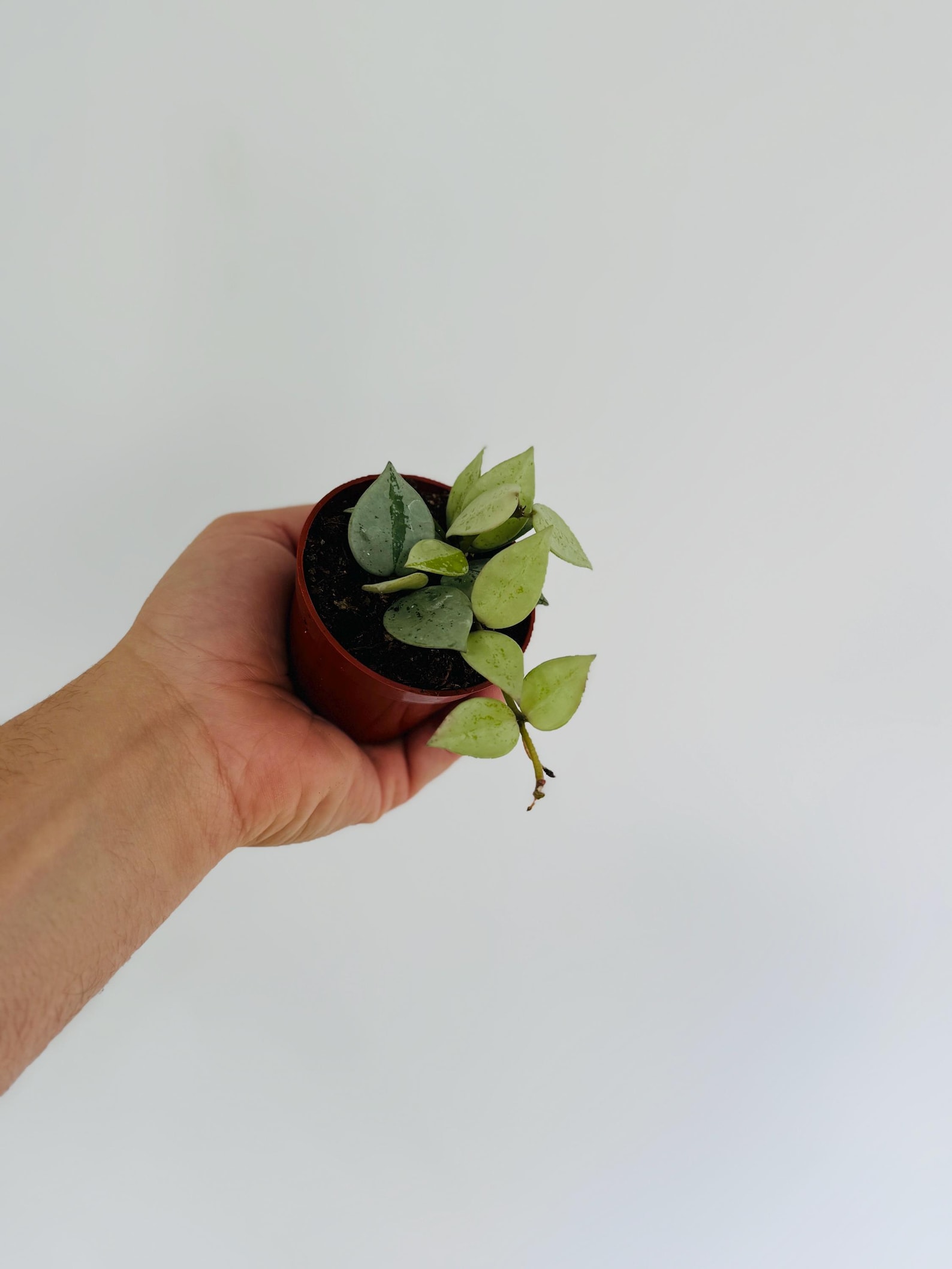 Hoya Arctic - Vining Houseplants - Rare Hoya - Live Plant in 3” Pot - Etsy