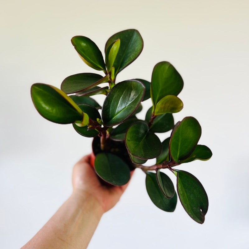Rubber Plant Live - Etsy