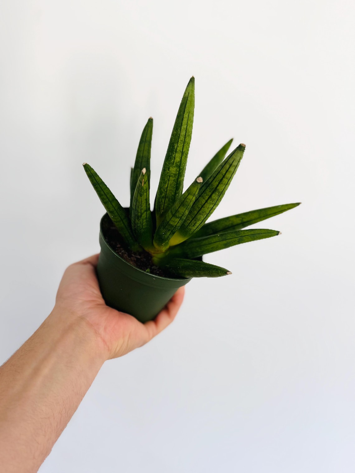 Sansevieria Hedgehog - Spiky Snake Plants - Live Houseplant in 4” Pot ...