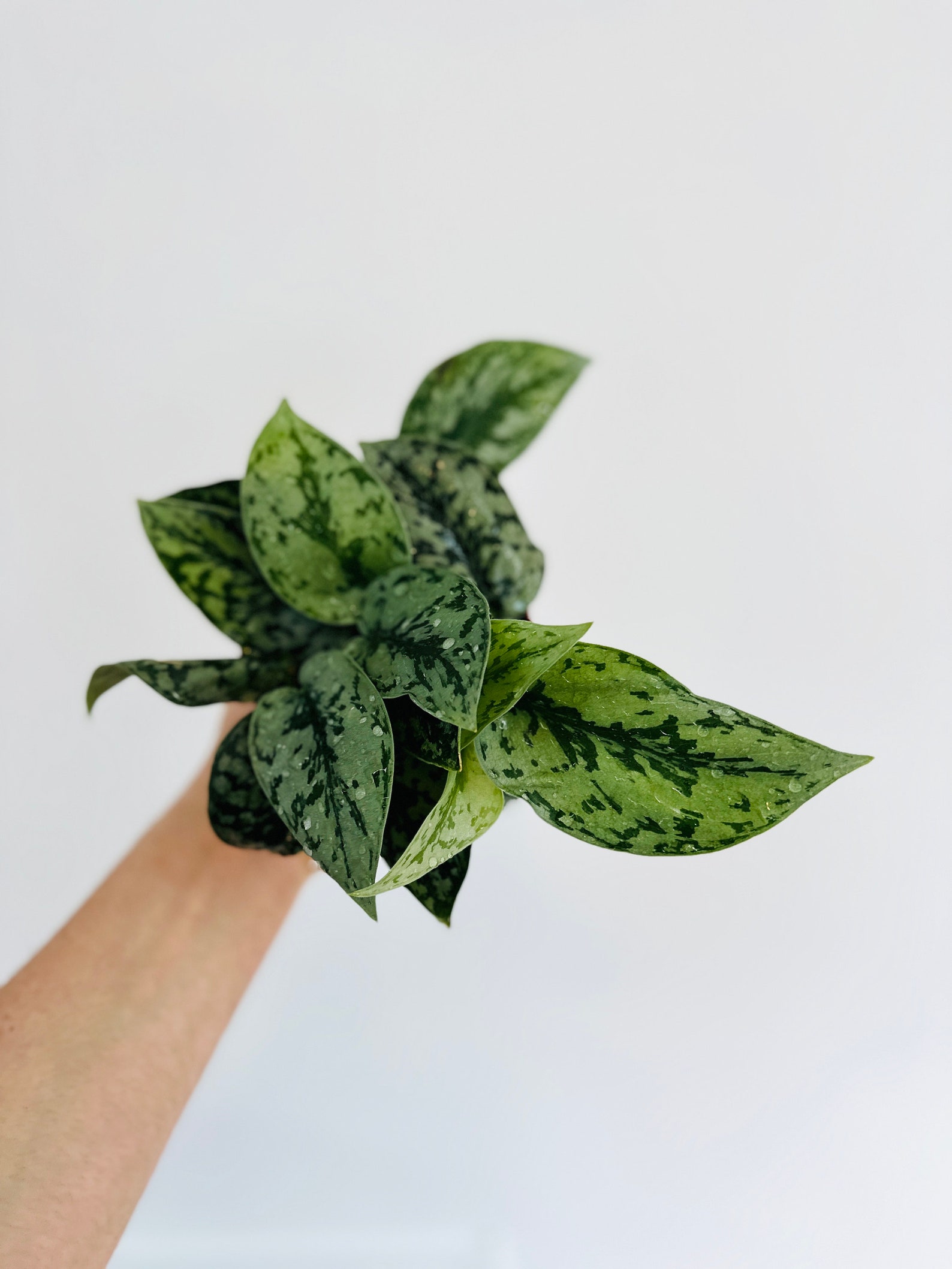 Silver Lady Pothos - Scindapsus Silver Lady - Silver Pothos Plant ...