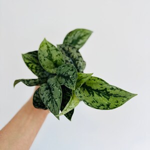 Silver Lady Pothos - Scindapsus Silver Lady - Silver Pothos Plant ...