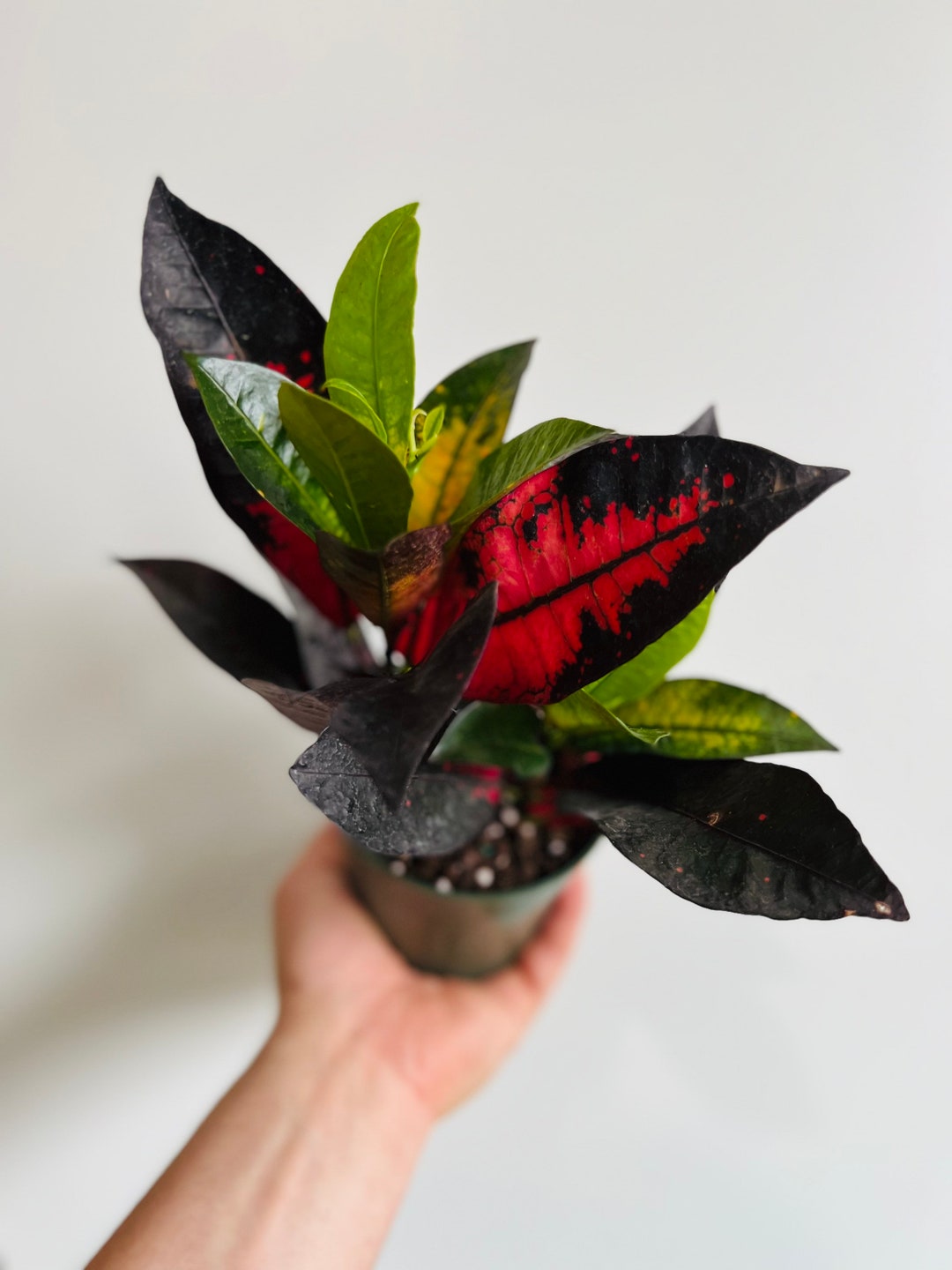 Croton Red Iceton - Codiaeum Variegatum - Live Houseplant in 4" Pot - Etsy