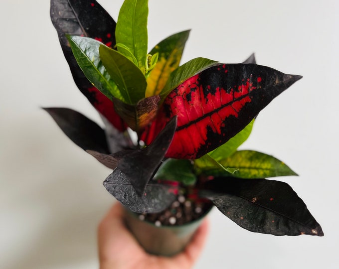 Croton Red Iceton - Codiaeum Variegatum - Live Houseplant in 4" Pot - Etsy