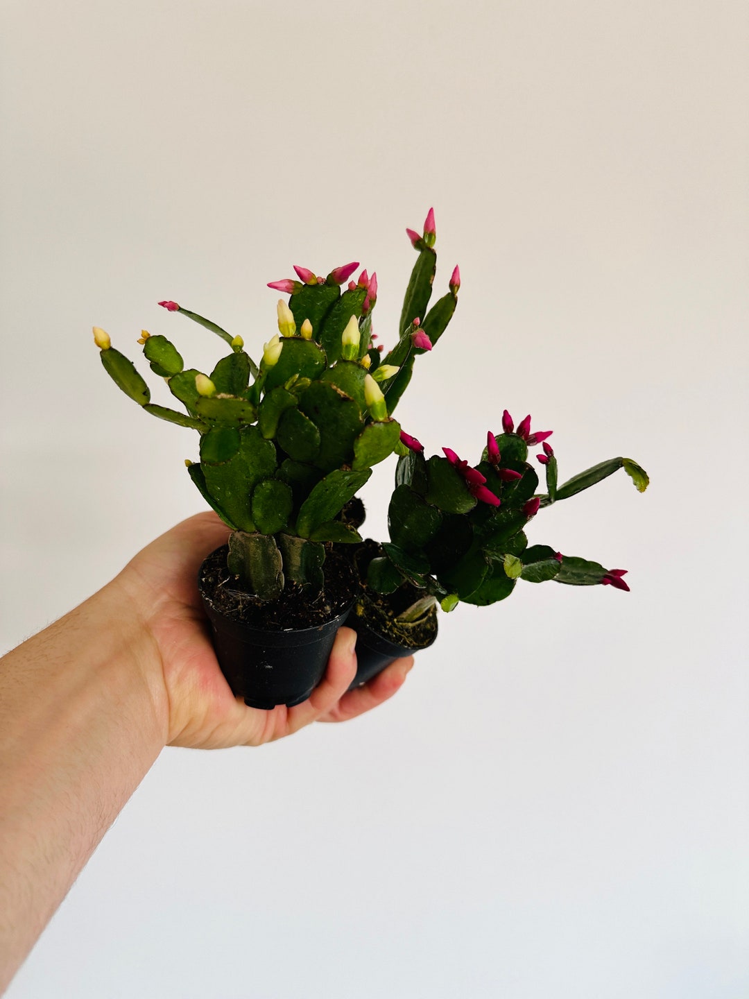 Mini Spring Cactus Multiple Colors Schlumbergera Syn. Rhipsalidopsis ...