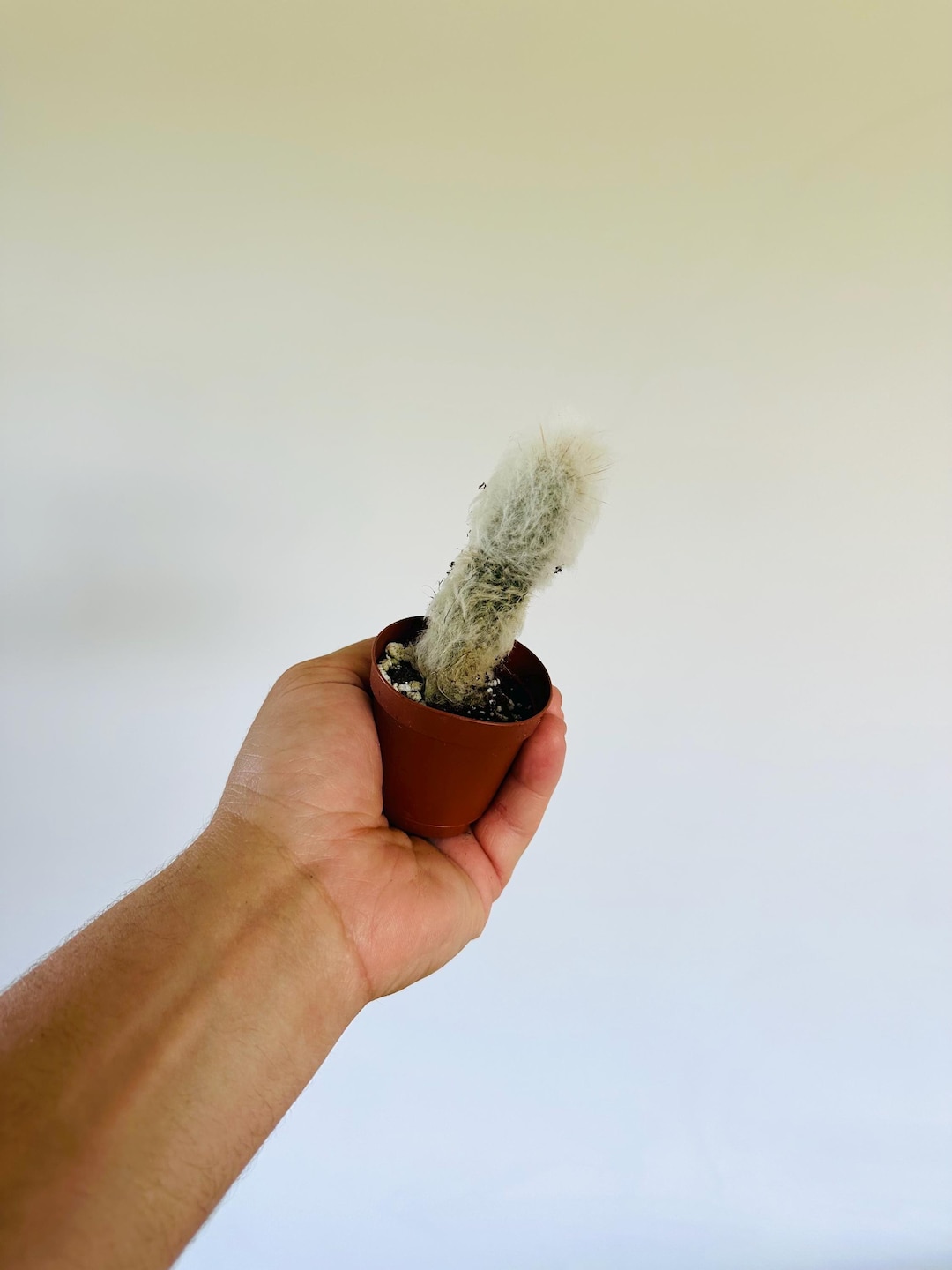 Hairy Penis Cactus - White Fuzzy Cactus - Available in 2” Pots - Etsy