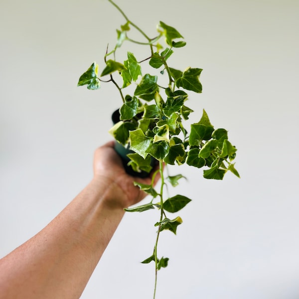Variegated Swedish Ivy Plants - Etsy