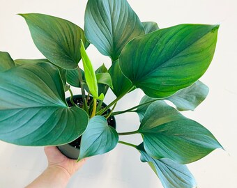 Emerald Gem Plant - Etsy