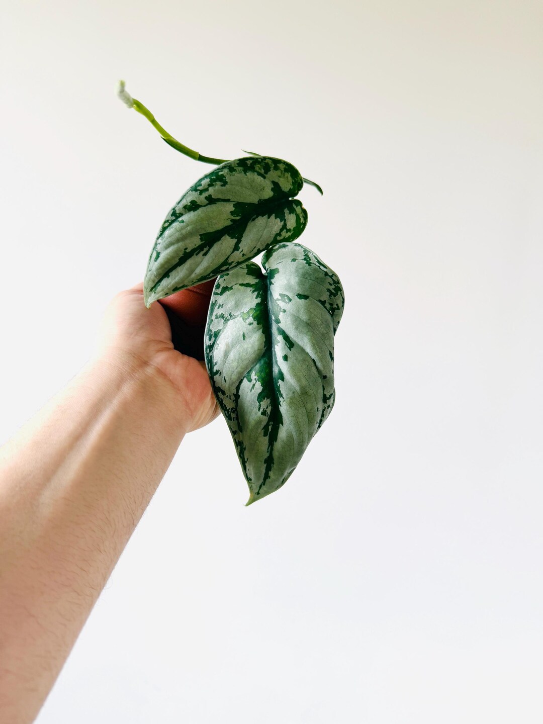 Scindapsus Sp. Silver Sierra - Rare Aroid - Silver Satin Pothos - Live ...
