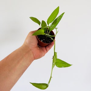 Skeleton Key - Pothos - Epipremnum Pinnatum Skeleton Key - Tropical ...