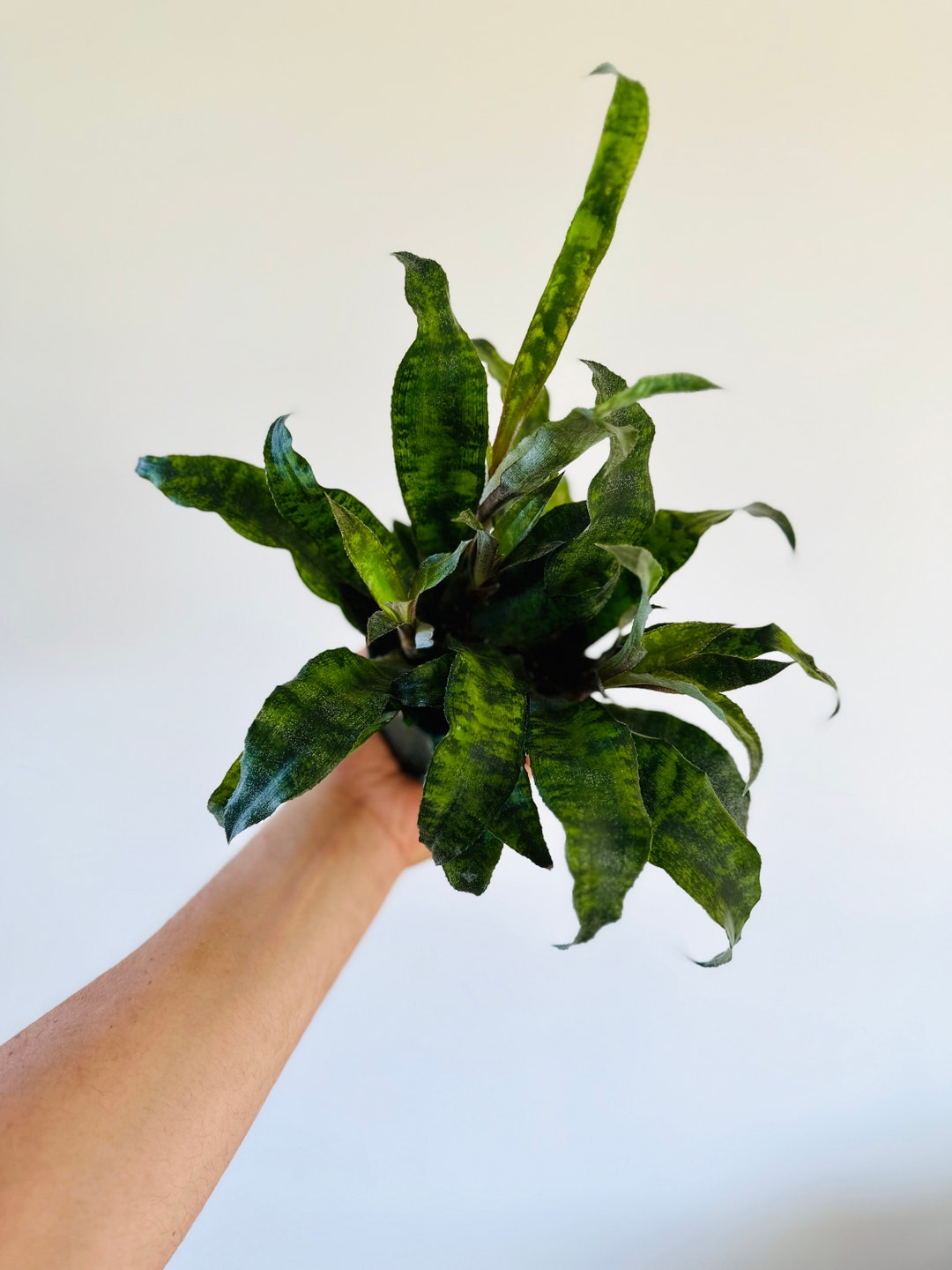 Black Coral Bromeliad Unique Houseplants Tropical Plants Live Plant in ...