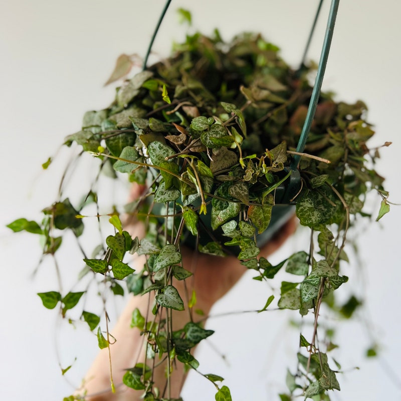 String of Frogs - Etsy