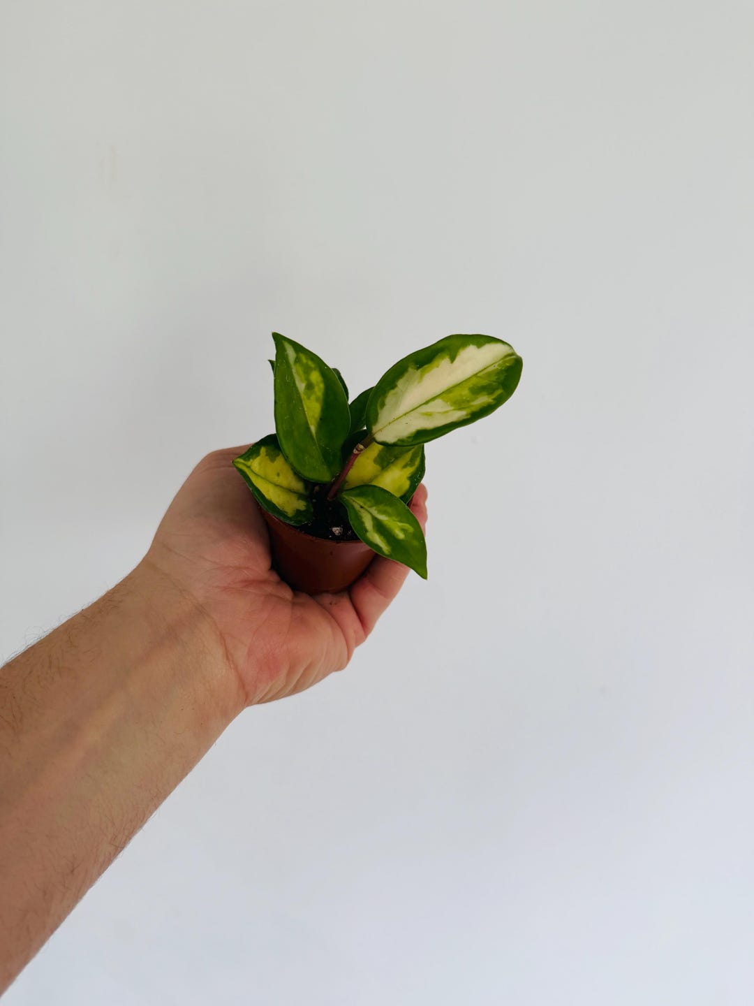Hoya Carnosa ‘medio-picta’ - Tricolor Hoya - Variegated Plants - Live ...