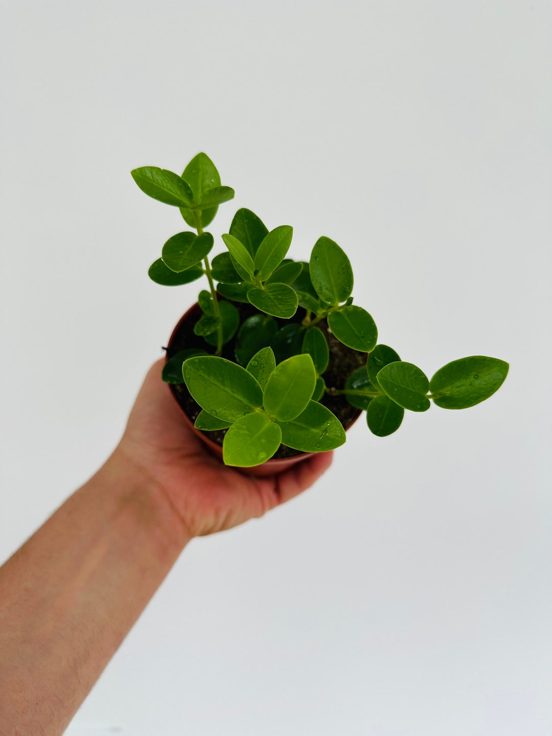 Hoya Cumingiana - Sweet Nectar Hoya - Rare Hoya - Live Plant in 4” Pot ...