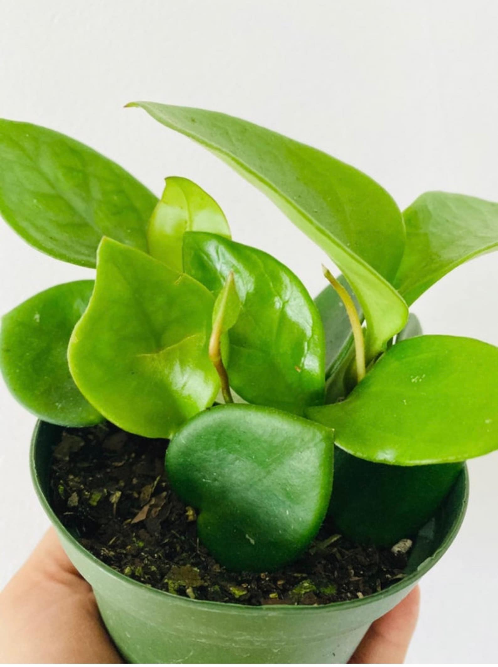 Hoya Chelsea - Rare Hoya - Indoor Plant - Available in Multiple Pot ...