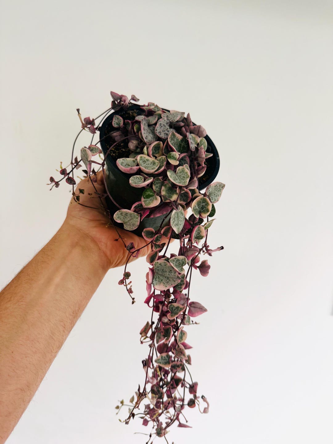 Variegated String of Hearts - Very Long Vines - Easy Plants - Beginner ...