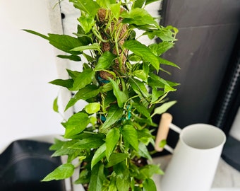 Pothos Skeleton Key - Etsy