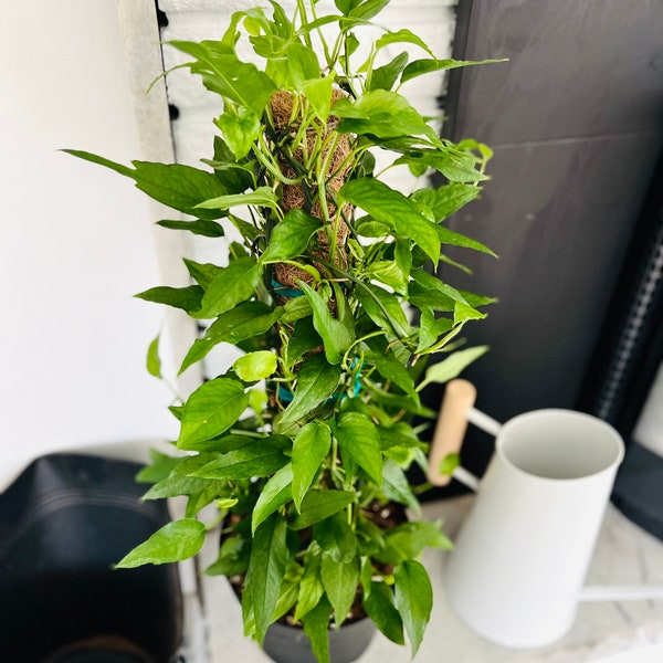 Skeleton Key Pothos Cutting - Etsy