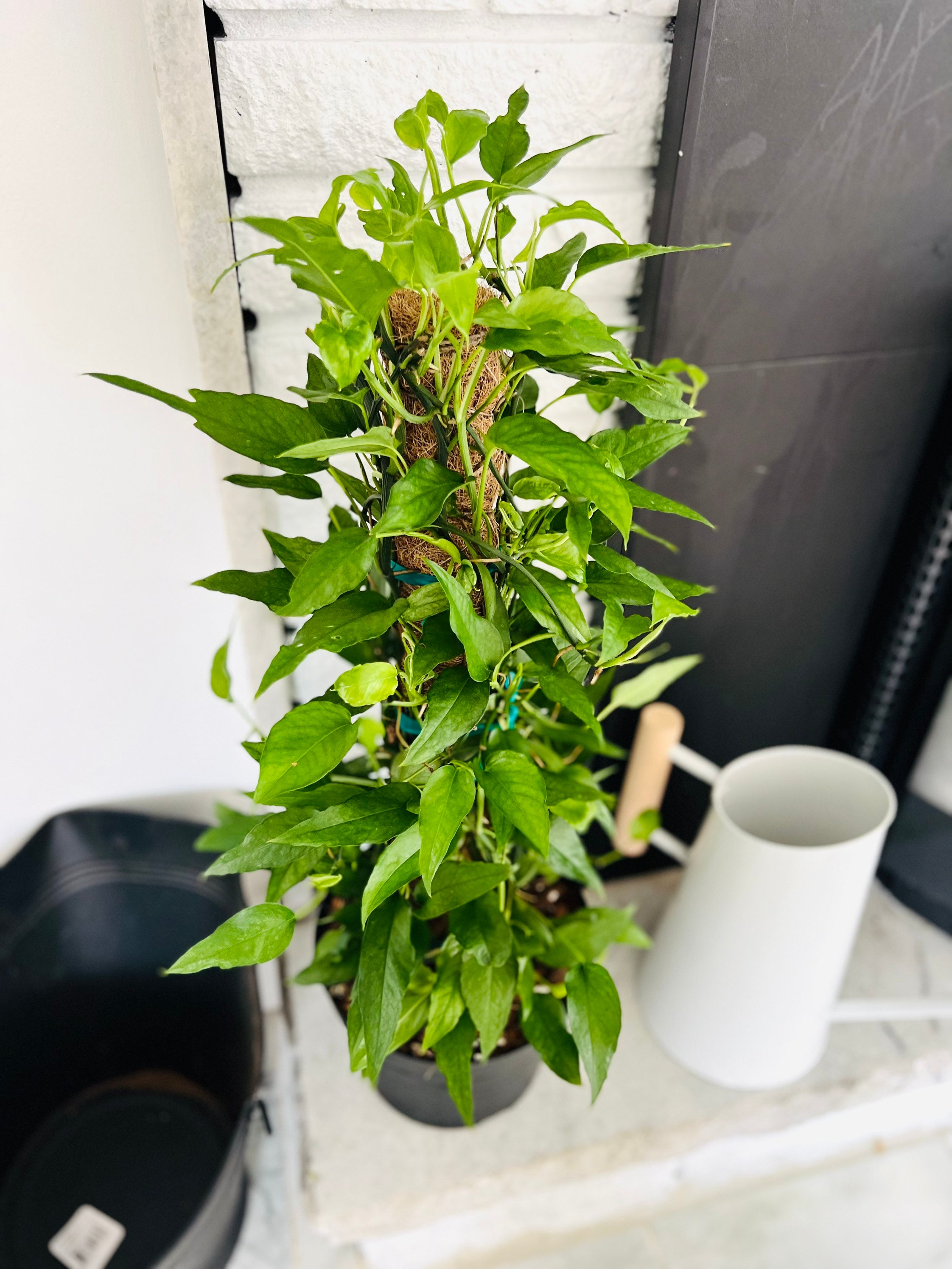 Skeleton Key Pothos Epipremnum Pinnatum skeleton Key - Etsy