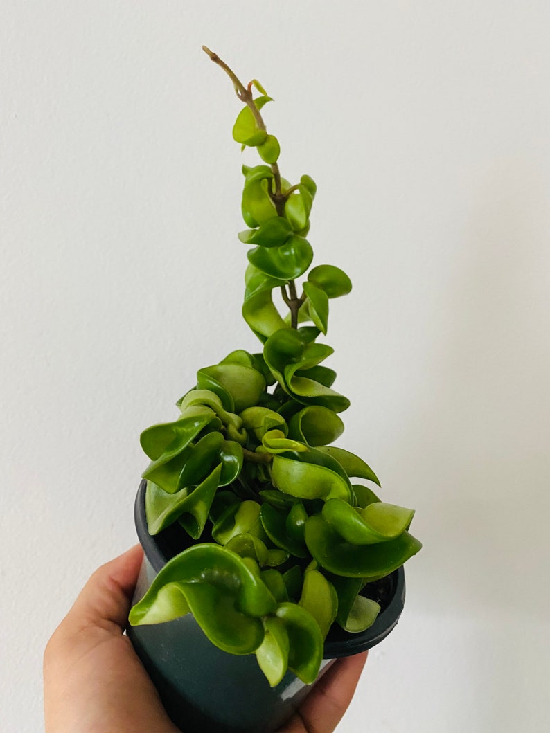 Hoya Hindu Rope Hoya Carnosa Compacta Green Hindu Rope - Etsy