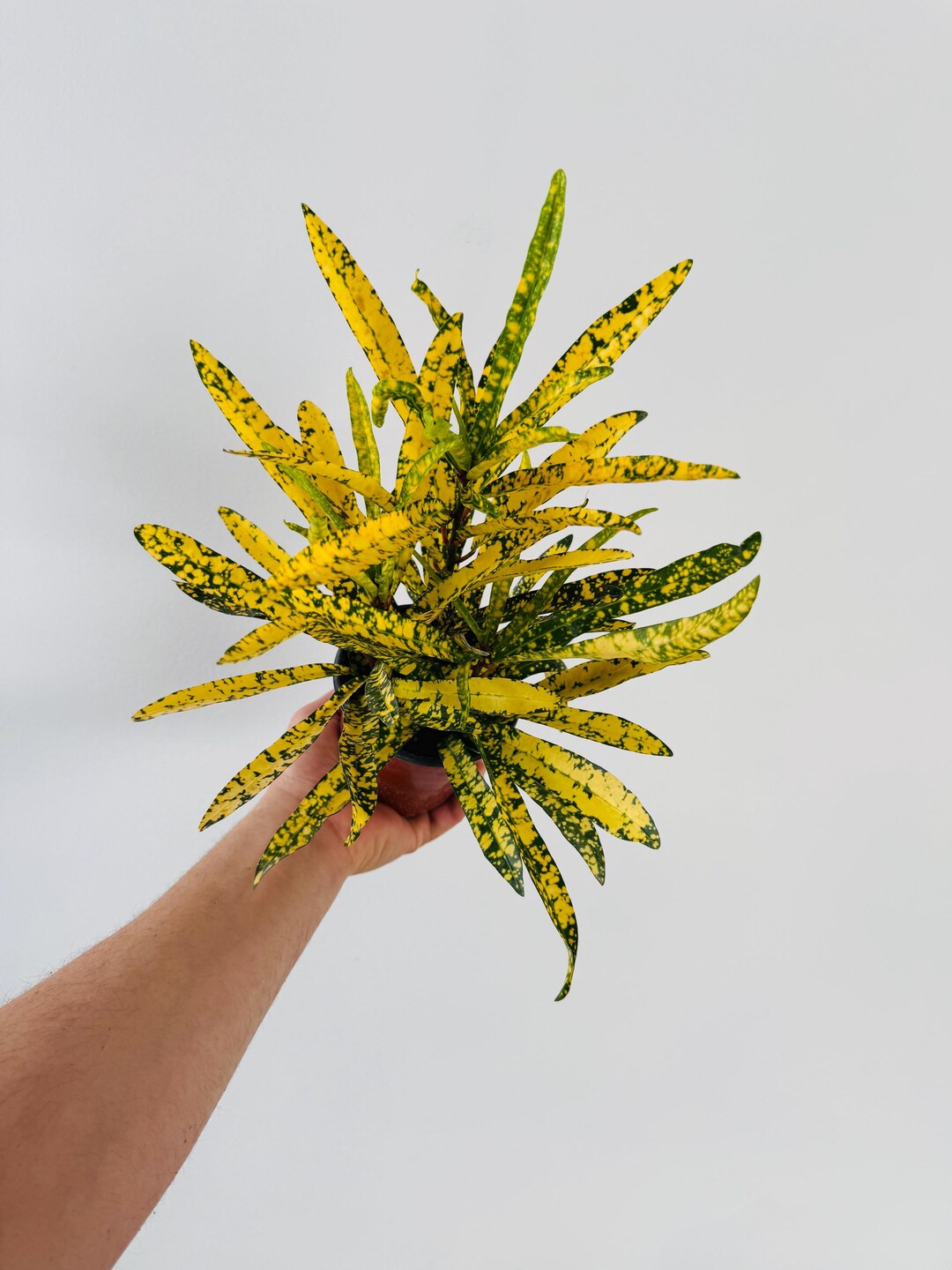 Croton Gold Star Croton Variegatum Gold Star Plant Tropical Plant 4 ...