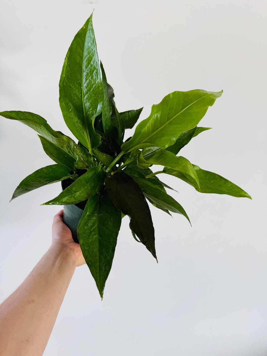 Anthurium Big Red Bird - Rare Anthurium - Rare Aroids - Live Houseplant ...