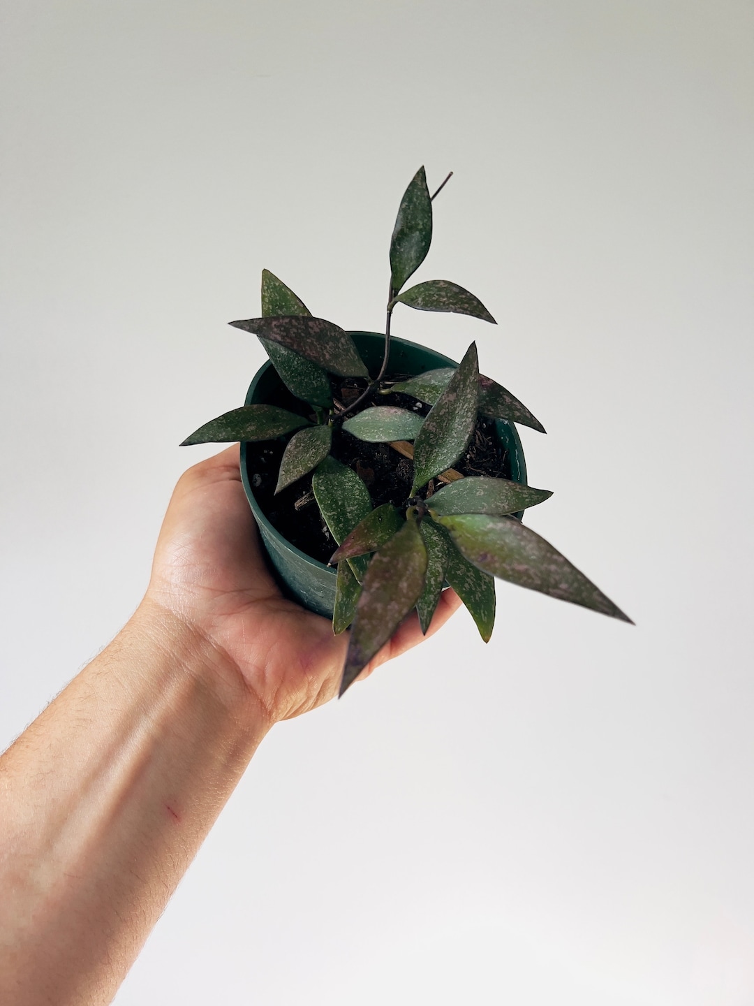 Hoya Parvifolia Purple Splash Sunstressed Hoya Pink Plants - Etsy